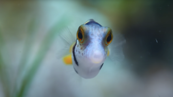 PUFF: WONDERS OF THE REEF Trailer. Netflix Doc Follows a Baby ...